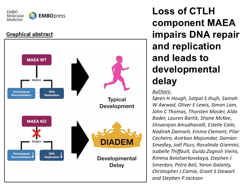 New publication by the Beli lab on how the loss of CTLH component MAEA ...