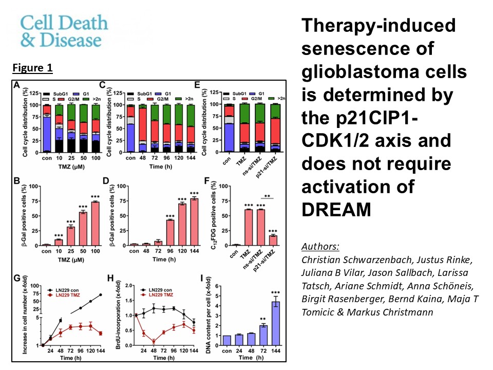 New publication by the Christmann lab on how therapy-induced senescence ...
