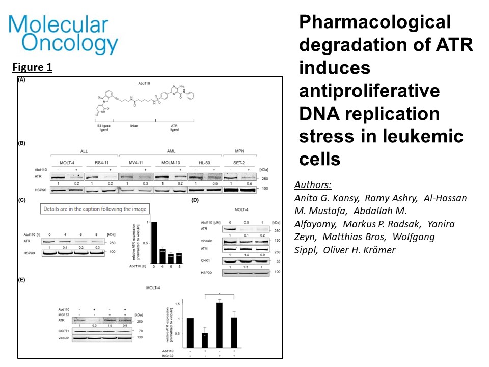New publication from the Krämer lab on how pharmacological degradation ...