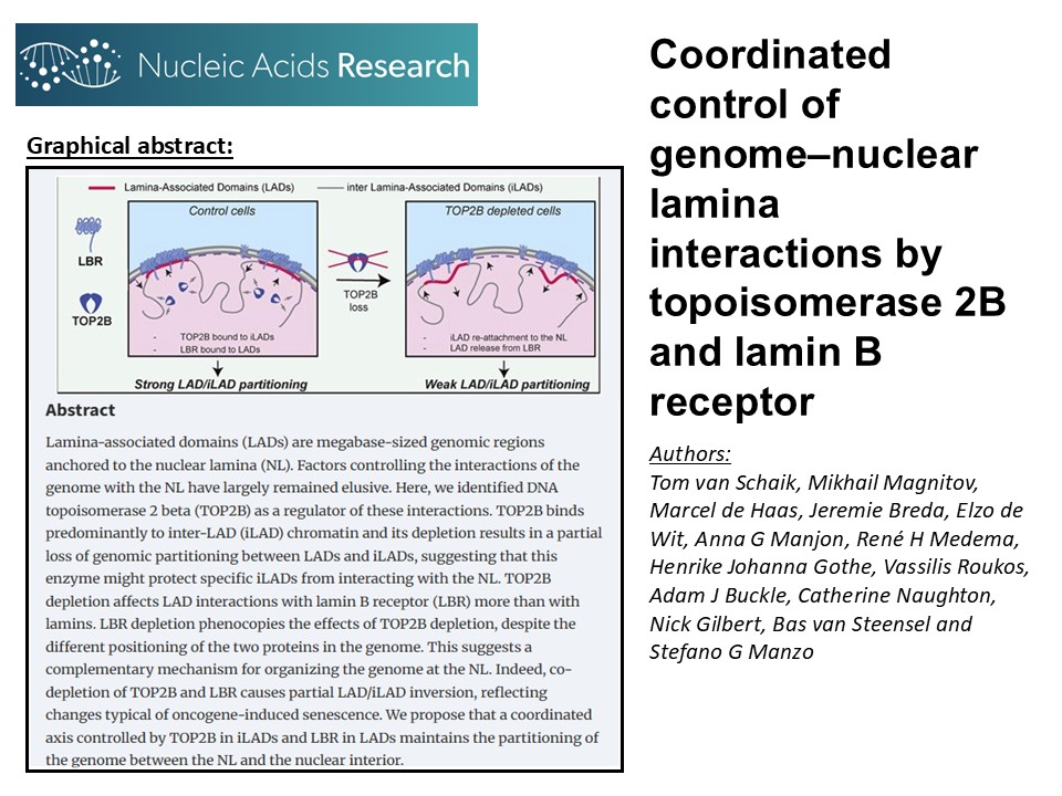 New publication by the Roukos lab on coordinated control of genome ...