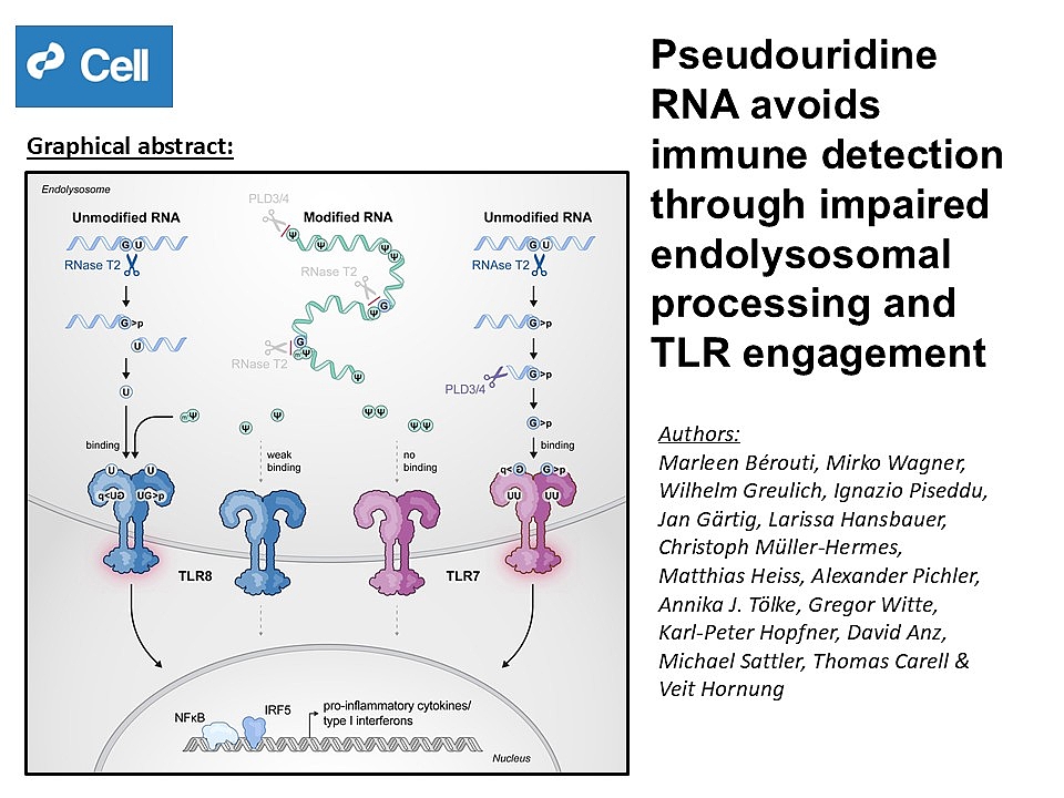 pseudouridine rna