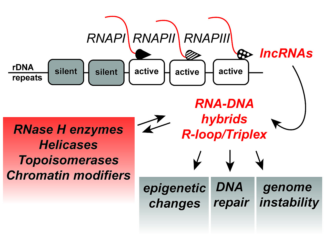 New review by the Luke lab - "Non-coding RNAs at the eukaryotic rDNA ...