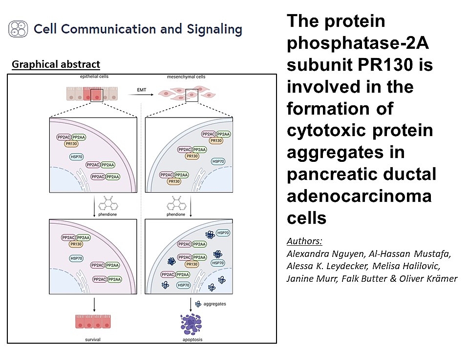 New publication from the Krämer lab on how the protein phosphatase-2A ...