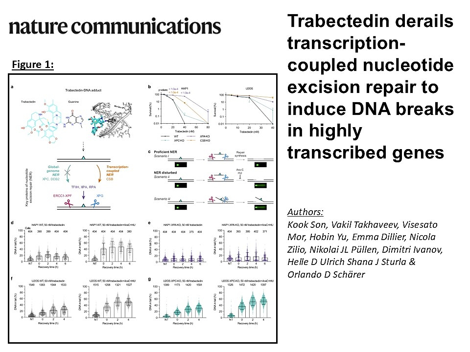 New publication by the Ulrich lab on how Trabectedin derails ...