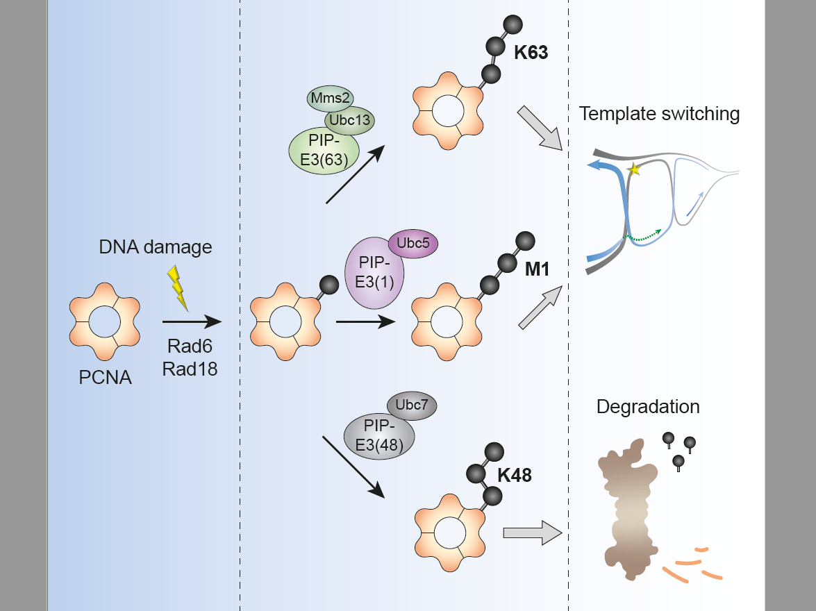 The Ulrich and the Beli lab collaborate to describe an exciting new ...