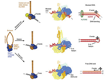 New publication from the Hopfner lab: "Structural mechanism of ...